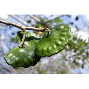 A Great Tree (Parota)