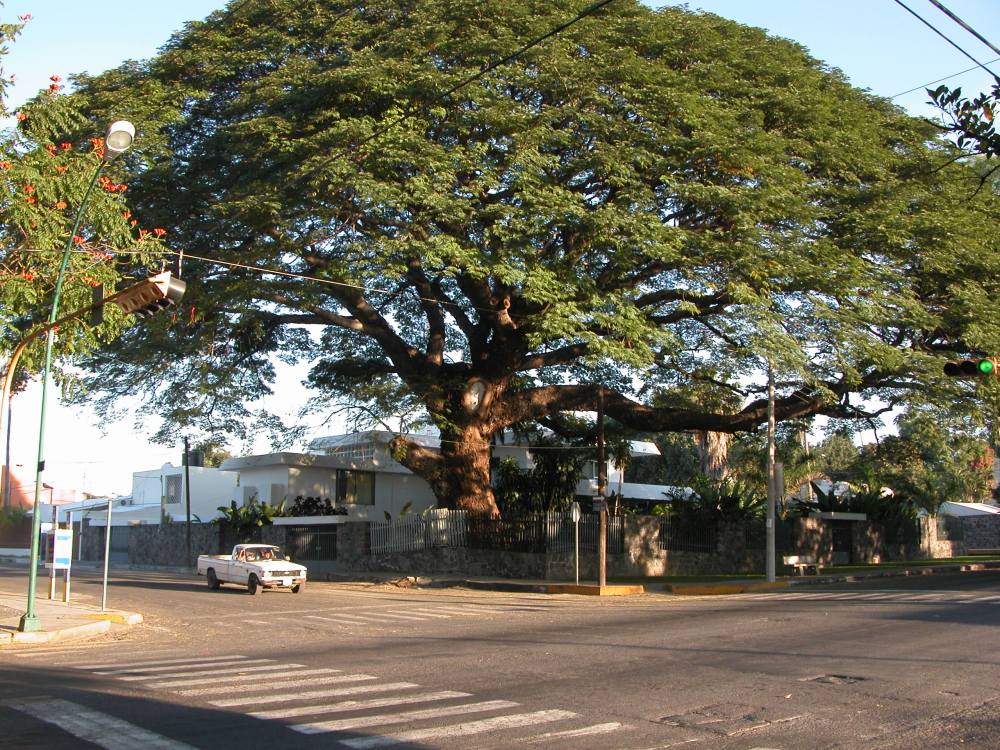 A Great Tree (Parota)